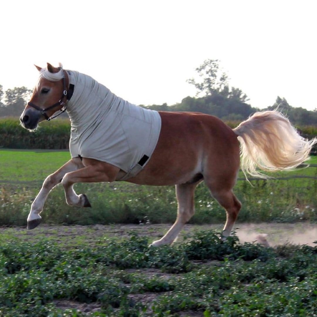 Headless Sweet Itch / Anti Itch Horse Hood - Snuggy Hoods – Snuggy ...