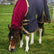 Headless Turn Out Horse Hood - Mane Saver - Snuggy Hoods – Snuggy Hoods Ltd