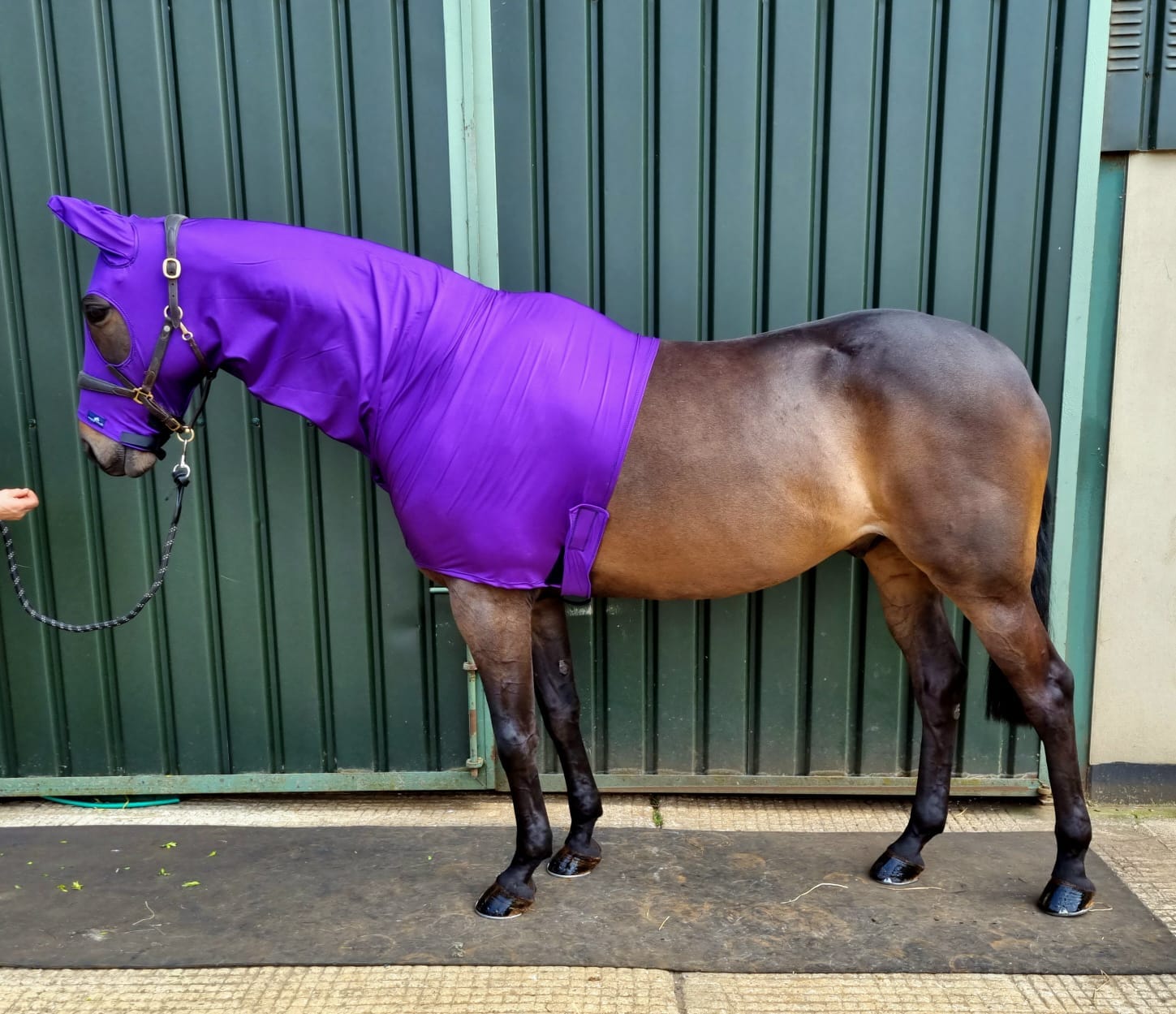 Lycra Horse & Pony Hood - Snuggy Hoods – Snuggy Hoods Ltd